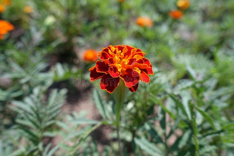 Maroon and Yellow Flower of Double Tagetes Patula Stock Image - Image ...
