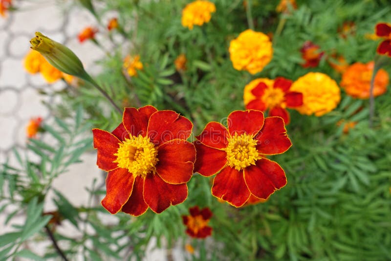 Maroon and Yellow Flowers of Tagetes Patula Stock Photo - Image of ...