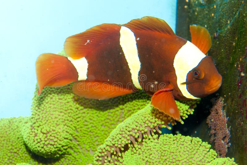 Maroon Yellow Stripe Clownfish Pair Stock Photo - Image of saltwater ...