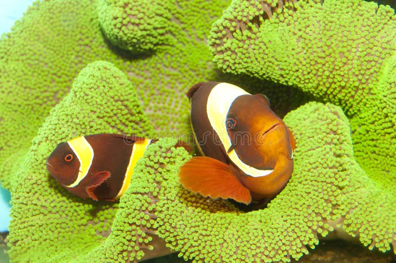 Maroon Yellow Stripe Clownfish Pair Stock Photo - Image of eggs, reef ...