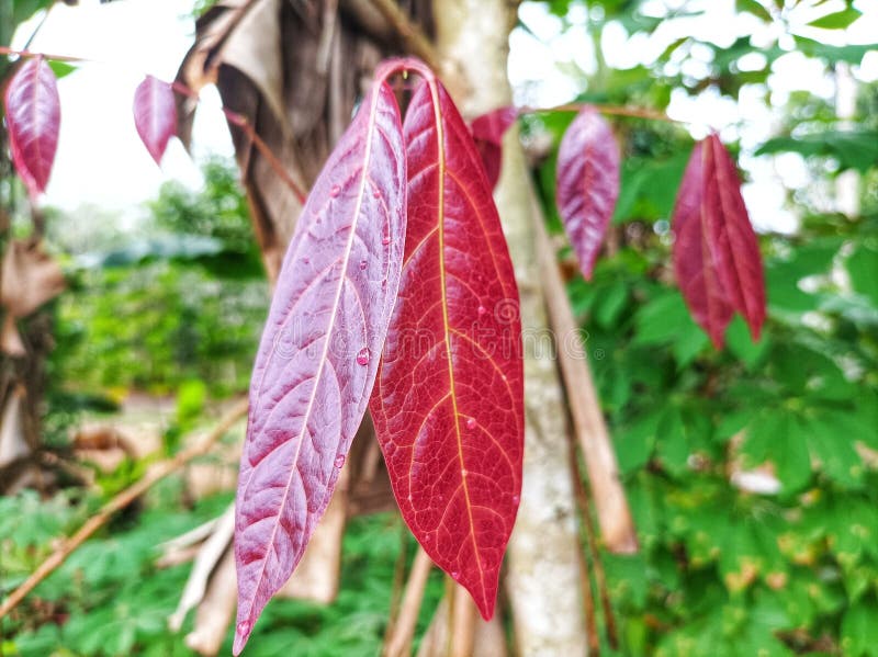 The Maroon Young Leaves of a Tree Stock Image - Image of background ...