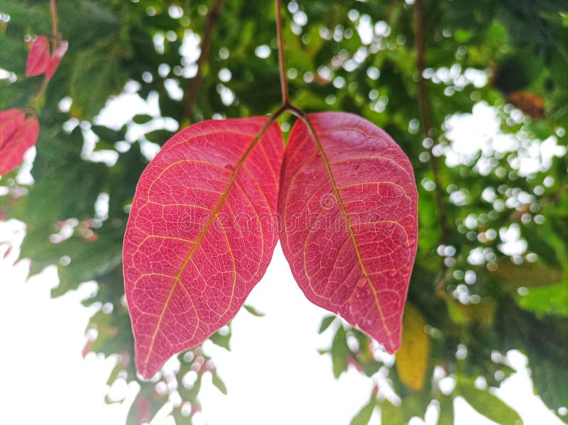 The Maroon Young Leaves of a Tree Stock Image - Image of background ...