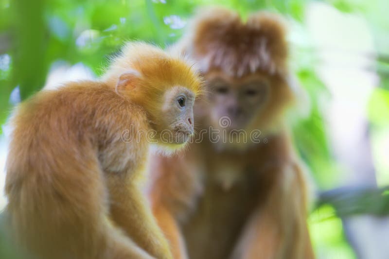 Maroone Leaf Monkeys stock photo. Image of family, primates - 38219076
