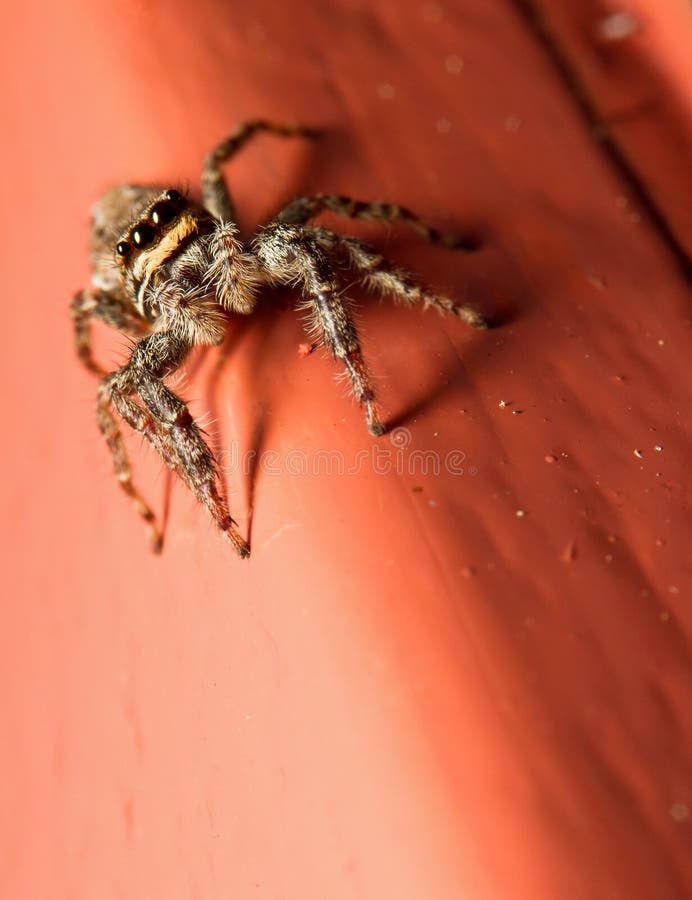 Marpissa Muscosa Jumping Spider Eating Fly Stock Photo - Image of ...