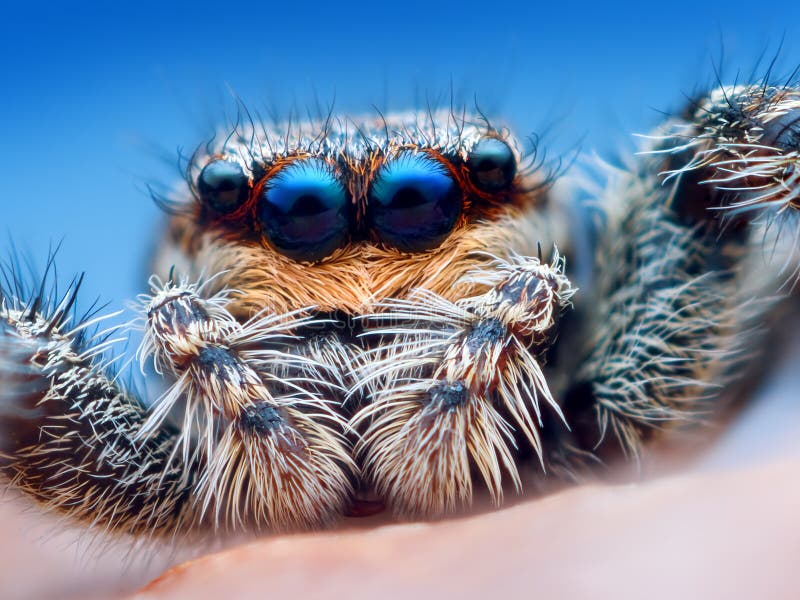 Marpissa Muscosa Jumping Spider Stock Image - Image of beauty, animal ...