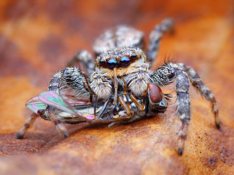 Marpissa Muscosa Jumping Spider Eating Fly Stock Photo - Image of ...