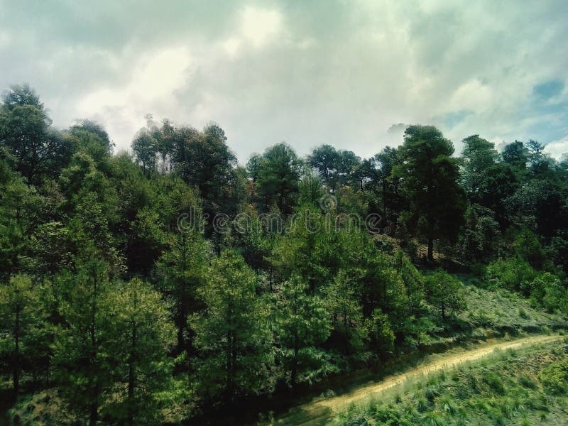 Beautiful Trees, Big Sky Blue, and Green Color Stock Image - Image of ...