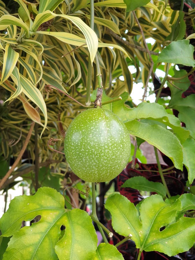The Marquisa Fruit As Green Colour Stock Image - Image of tmarquisa ...