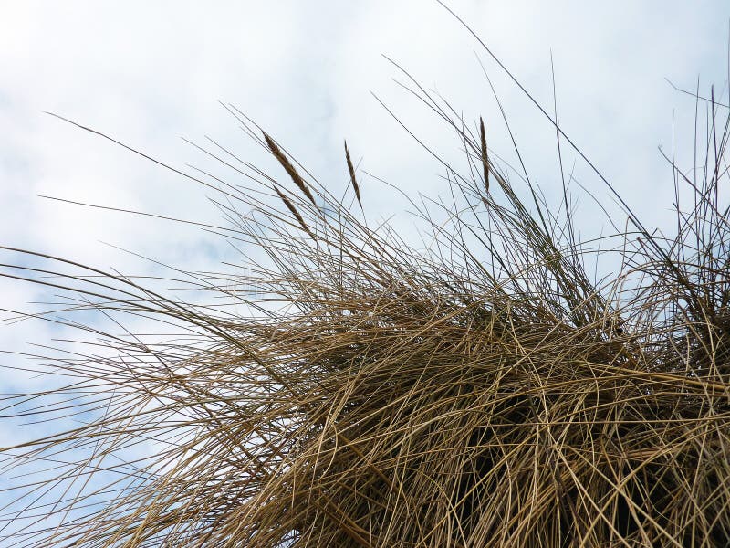 Marram stock image. Image of sand, plant, growth, marram - 13141551