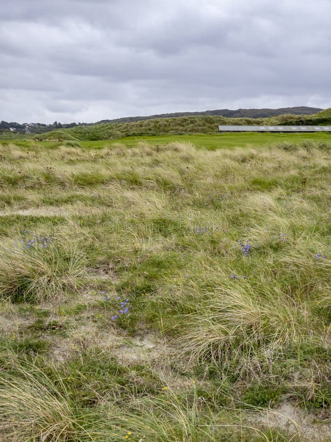 Marram Gras at the Coast of County Donegal in Ireland Stock Image ...