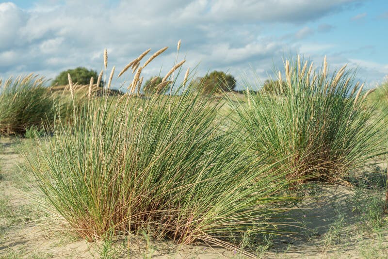 Marram Grass. Ammophila Aga Stock Image - Image of growing, nature ...