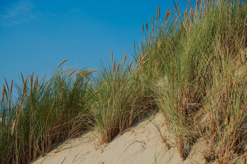 Marram Grass in Front of Blue Sky Stock Image - Image of journey, north ...