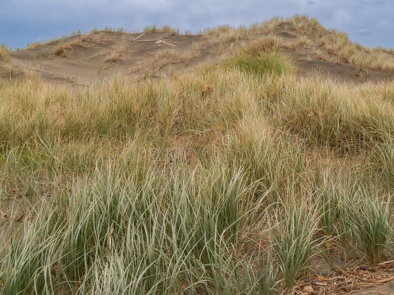 Marram Grass Growing Windy West Coast Sand Dunes Stock Image - Image of ...