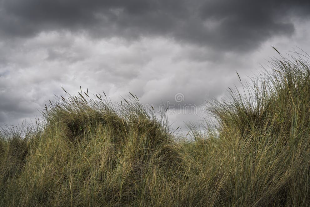 Grass Wave stock photo. Image of anglia, outside, scenery - 202640550