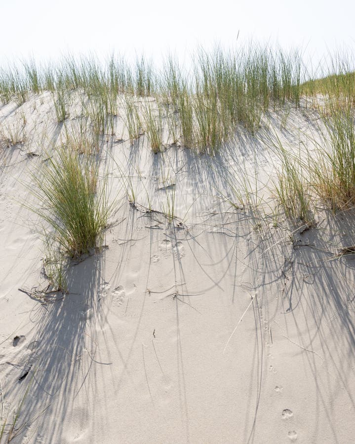 Marram Grass or Sand Reed on Sand of Dune with Shadows from Summer Sun ...