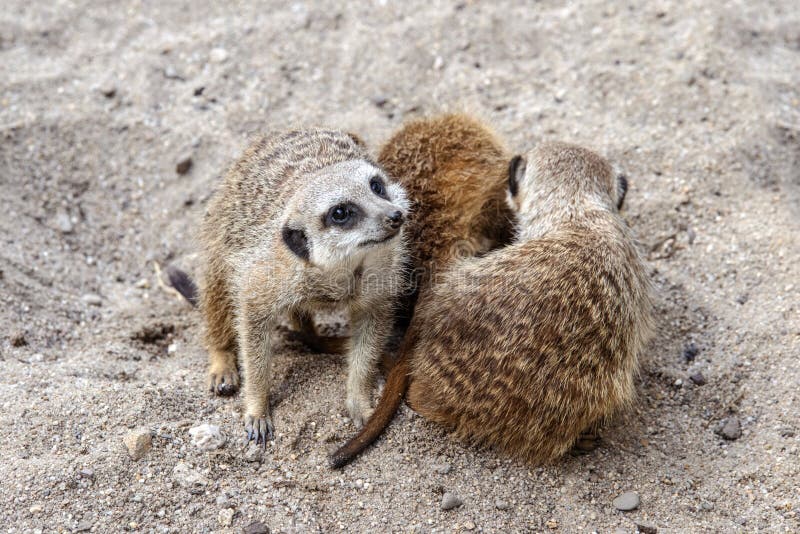 Two gophers mating stock image. Image of canada, amorous - 15832375