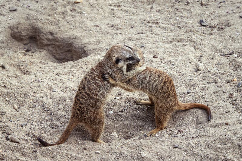 Two gophers mating stock image. Image of canada, amorous - 15832375