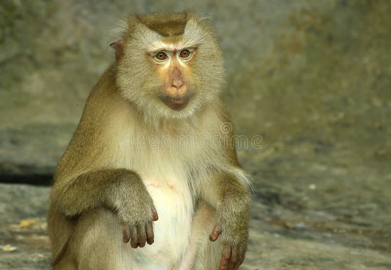 Marrom da cor do macaco imagem de stock. Imagem de assento - 23603403