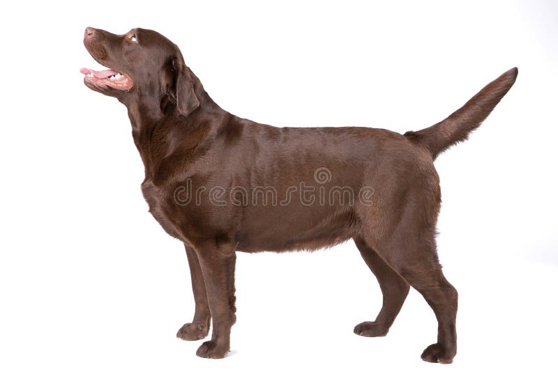 Retrato De Labrador Castanho Imagem de Stock - Imagem de labrador ...