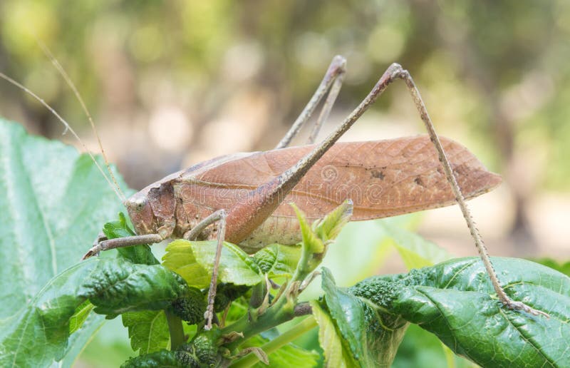 Inseto marrom grande imagem de stock. Imagem de antena - 125649695