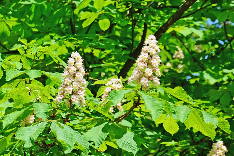 Marronnier en fleurs image stock. Image du fleur, botanique - 54559621