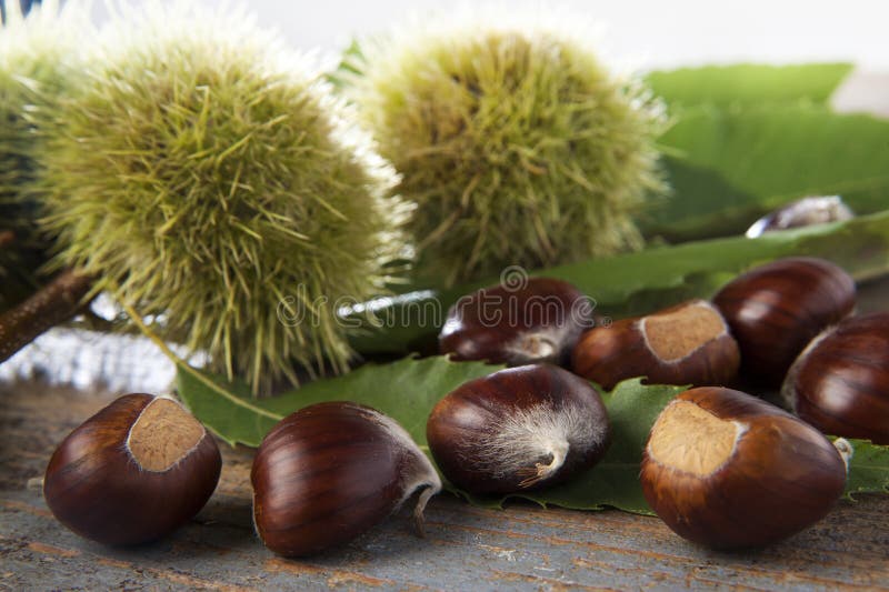 Marroni E Stock Photos - Free & Royalty-Free Stock Photos from Dreamstime