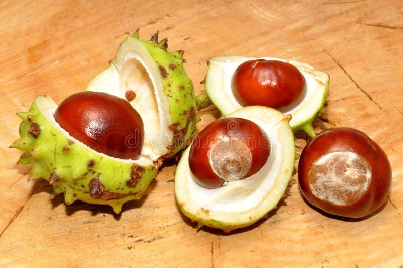 Marrons photo stock. Image of coques, graine, marrons - 34035556