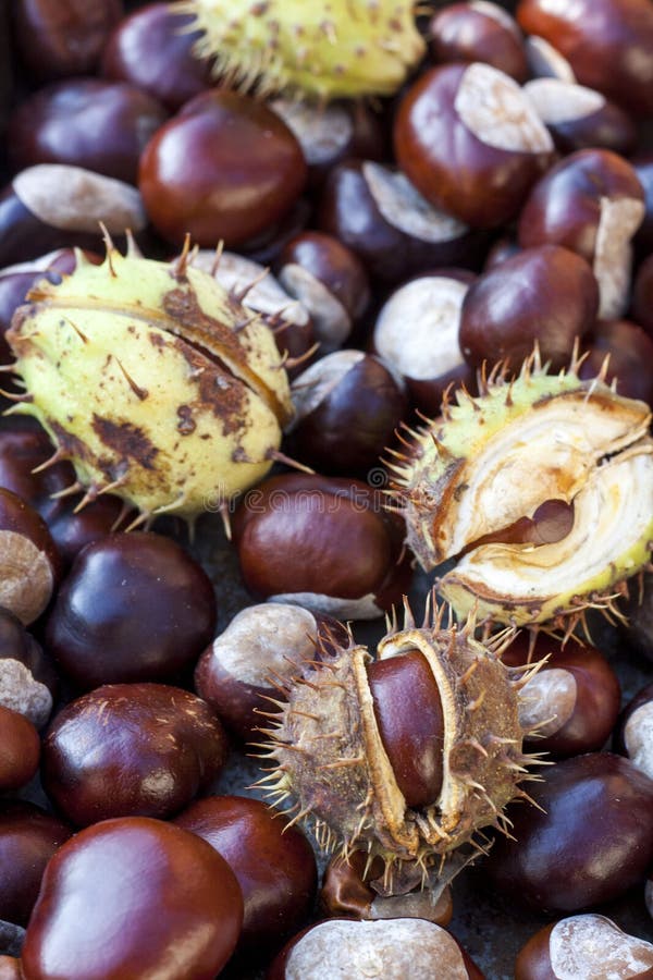 Marrons Bruns Riches D'automne D'un Arbre De Marron D'Inde Photo stock ...