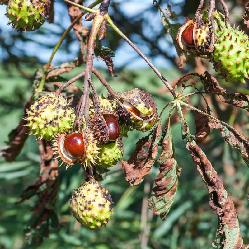 Marrons Sur L'arbre De Marron D'Inde - Hippocastanum D'Aesculus Image ...