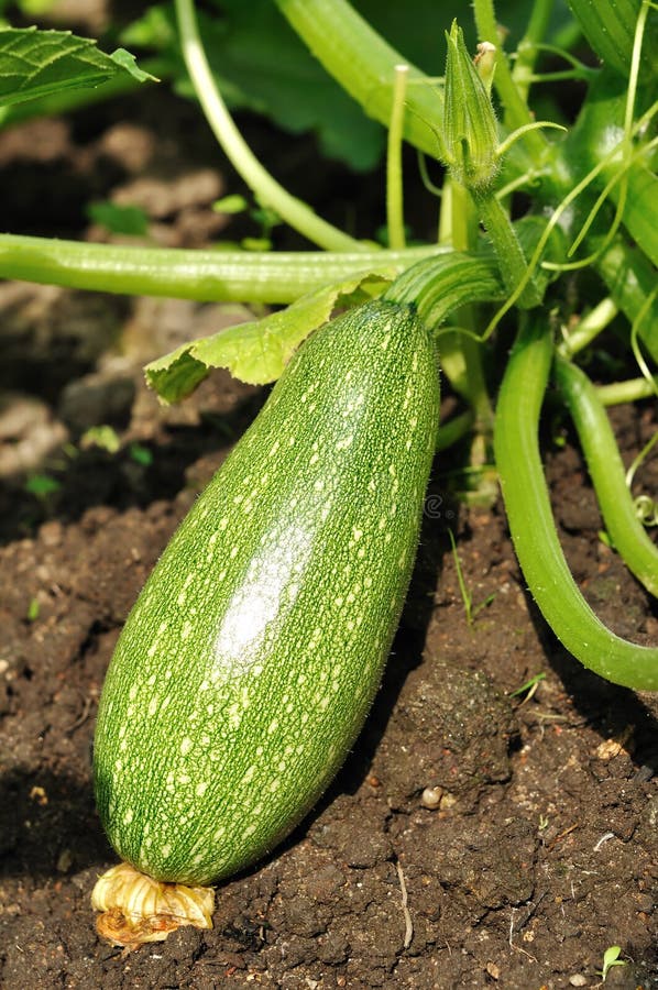 Marrow stock image. Image of leaf, ripe, harvest, agriculture - 15775347
