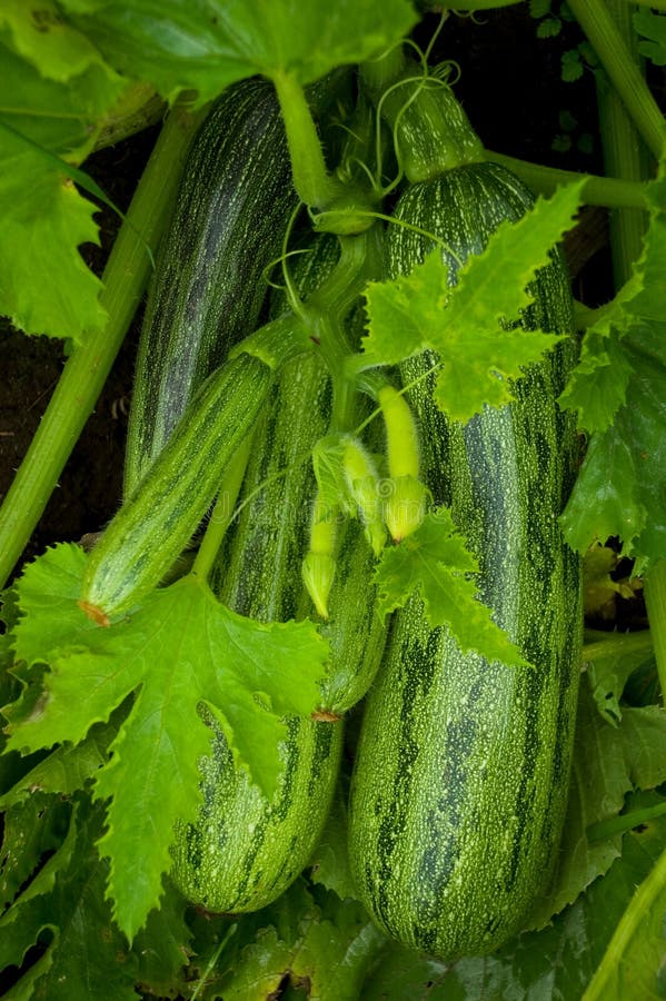 Marrow Squash stock image. Image of gourd, gourmet, bunch - 13461795