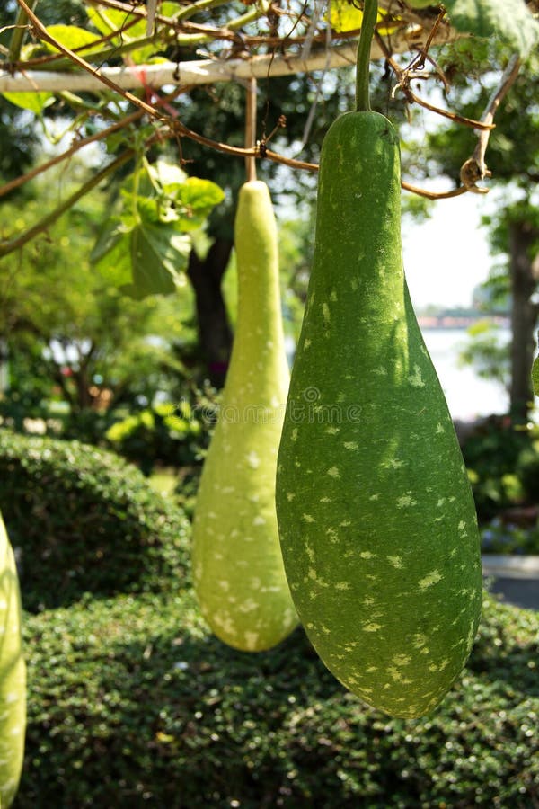 Marrow squash stock image. Image of healthy, land, organic - 24854879