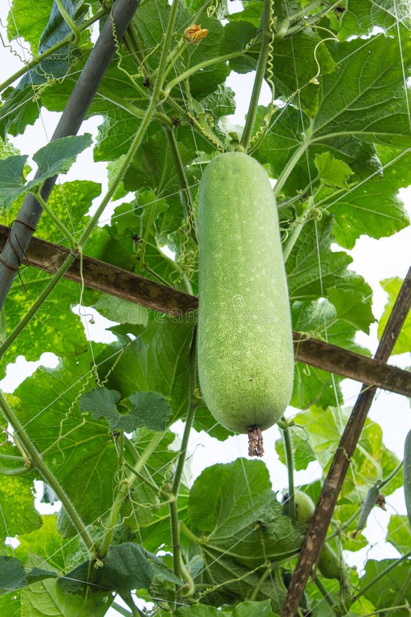 Marrow squash stock image. Image of cuisine, fresh, ingredient - 28551991