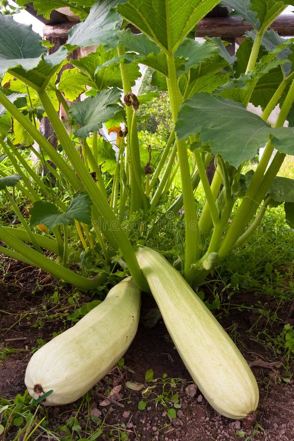 Marrow Squash on the Bed in Vegetable Garden Stock Photo - Image of ...