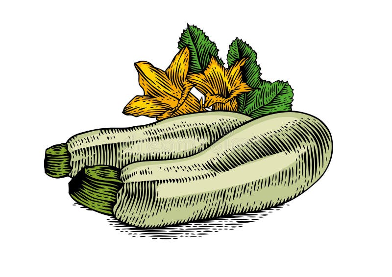 Marrow Squash with Flowers and Leaves Stock Vector - Illustration of ...