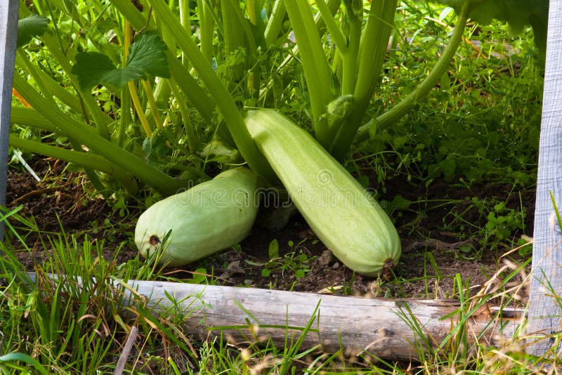Marrow Squash in the Garden Stock Photo - Image of rural, cultivation ...