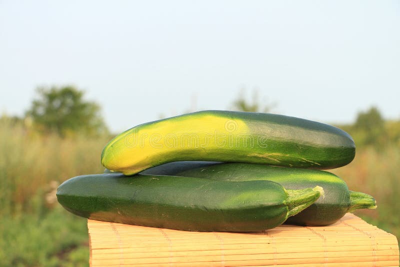 Marrow squash stock image. Image of victuals, summer - 43296463
