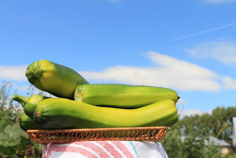 Marrow squash stock photo. Image of summer, cloud, cloth - 43384826