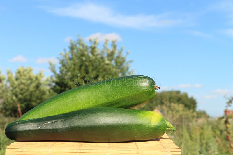 Marrow squash stock image. Image of life, tree, vegetarianism - 43384829