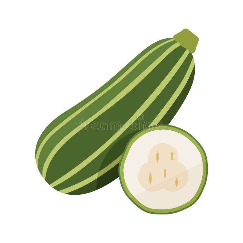 Marrow Vector Illustration. Whole and Cut Vegetable on White Background ...