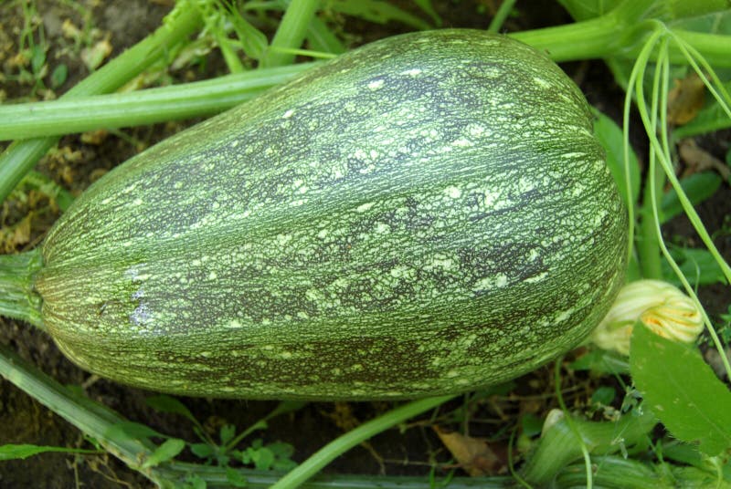 Green Vegetable Marrow Isolated on White Stock Photo - Image of ...