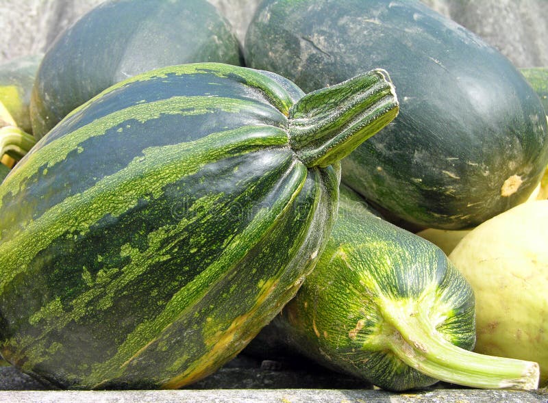 Marrows stock photo. Image of marrow, cuisine, large - 11021876