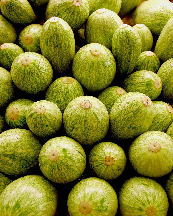 Marrows stock image. Image of prado, vegetarian, white - 623881