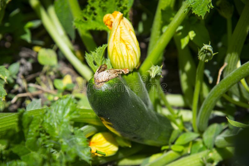 Marrows growing in garden stock photo. Image of botany - 130621246