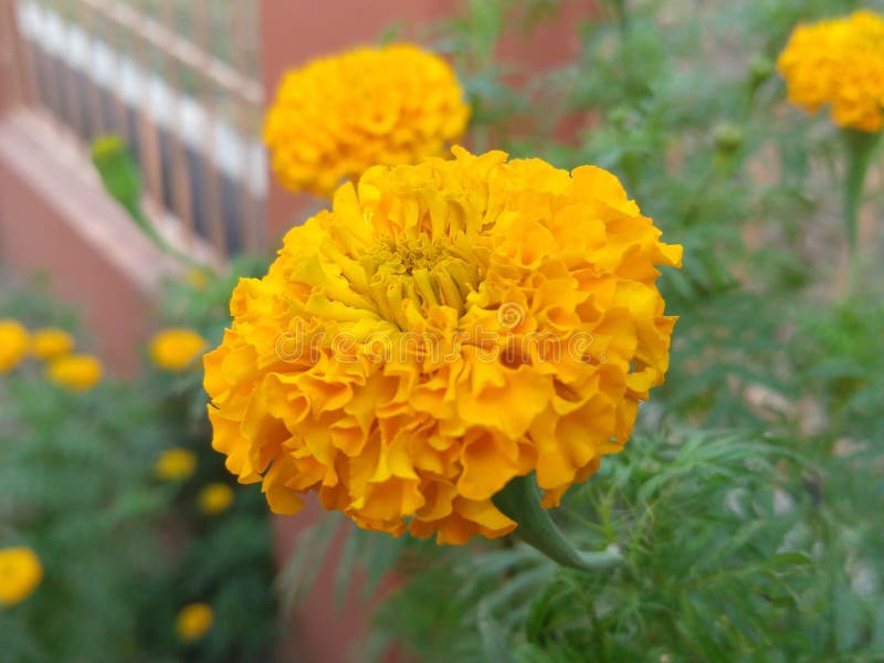 Marry gold stock image. Image of random, gold, flower - 133905875