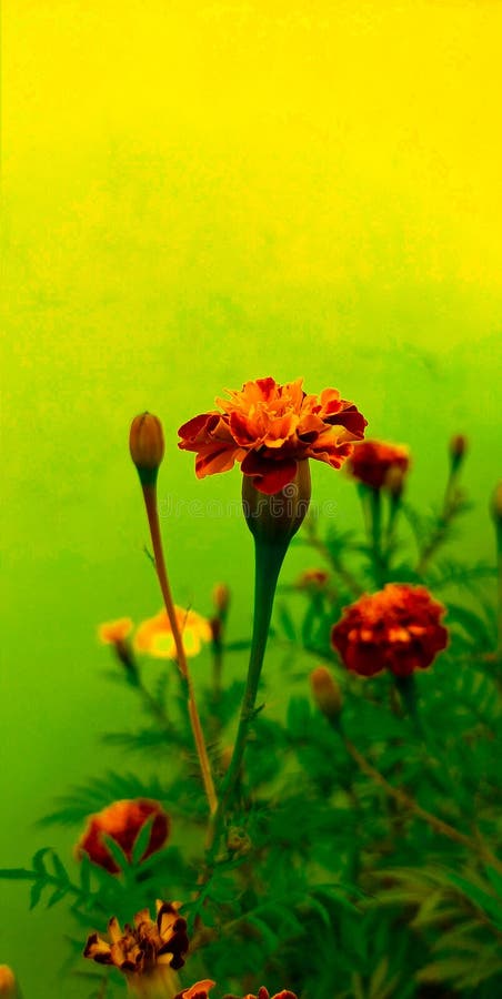 Marrygold flowers stock image. Image of flowers, marrygold - 265142033
