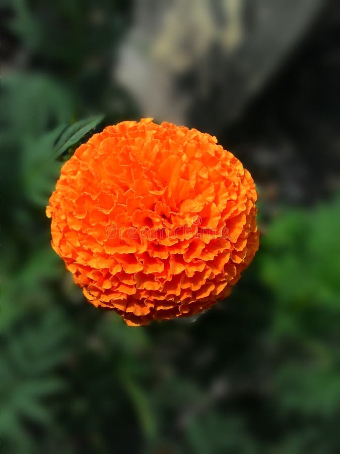 Marrygold stock image. Image of flower, marrygold, ultra - 73215015