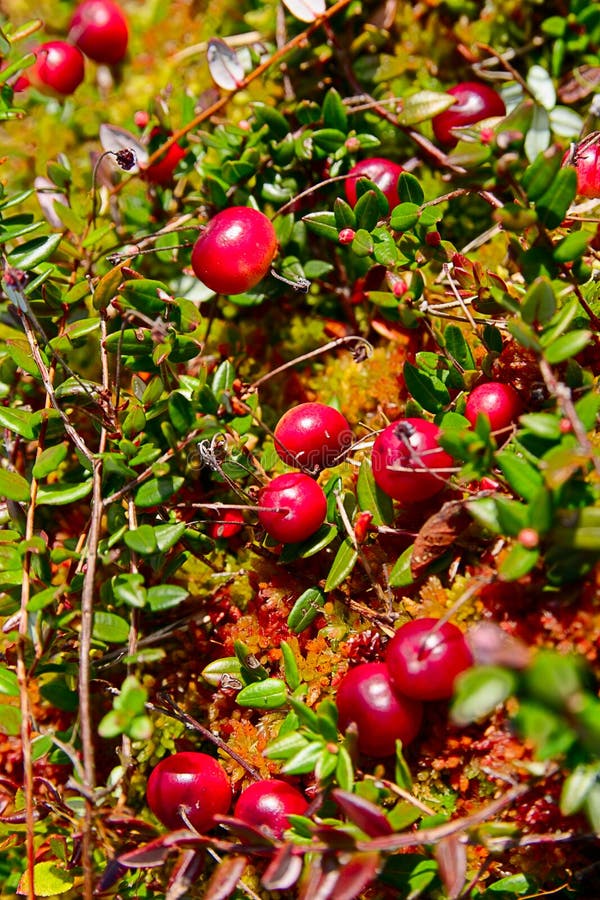 Marsh stock photo. Image of morass, gorgeous, moss, herb - 22818248