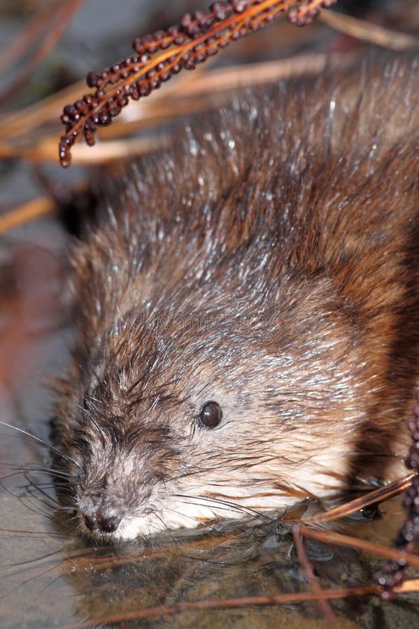 Marsh stock photo. Image of nature, spring, marsh, mammal - 24621770