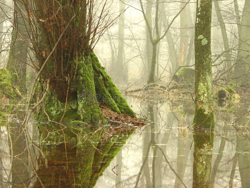 Marsh, Marsh in south of